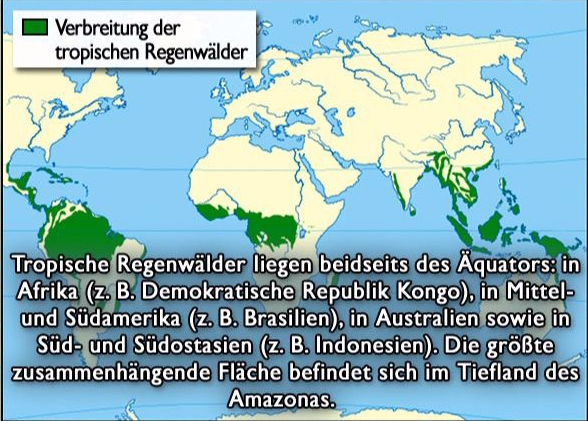 Der tropische Regenwald