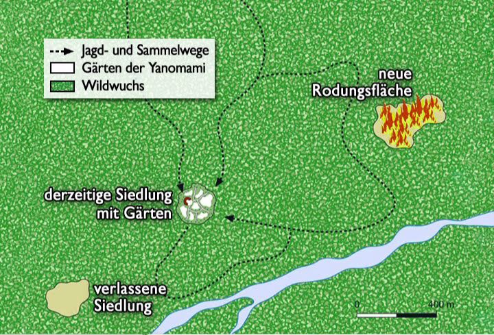 Der tropische Regenwald