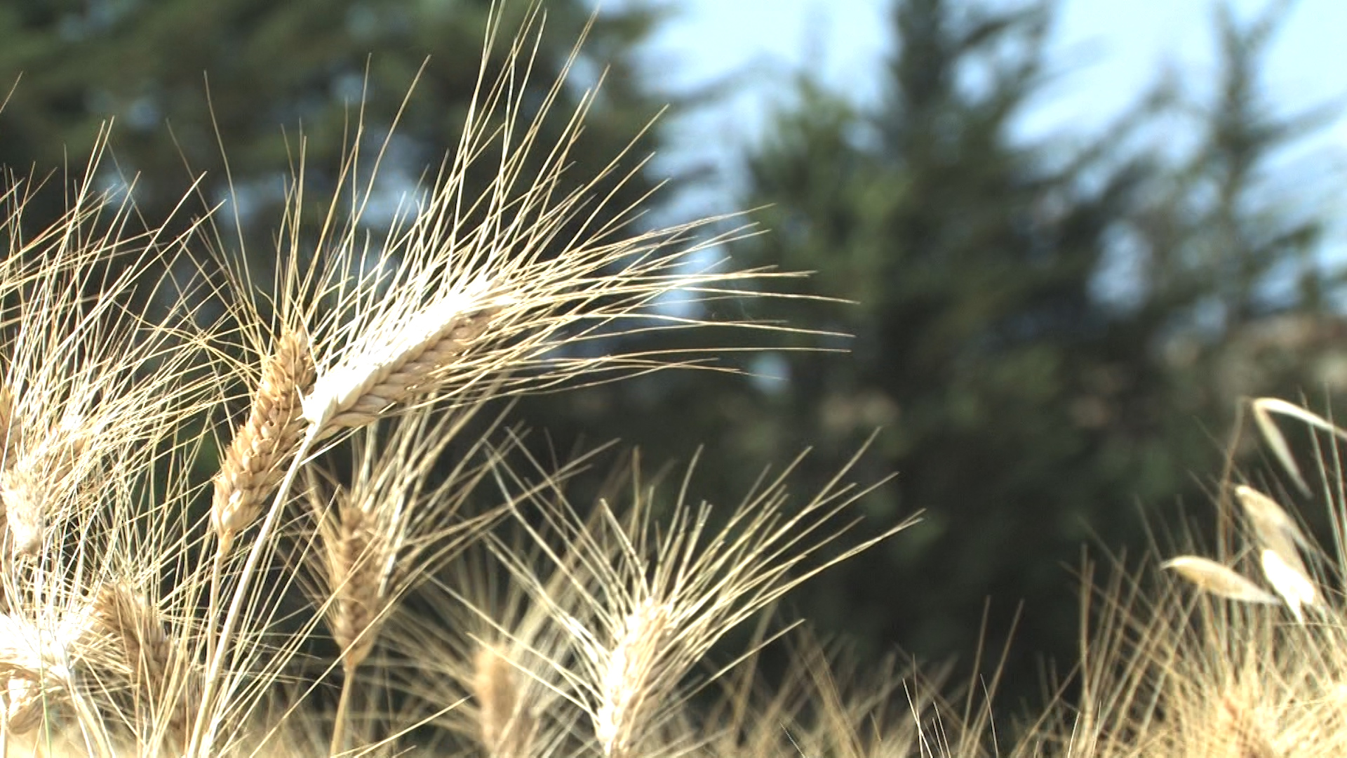 Landwirtschaft in Italien