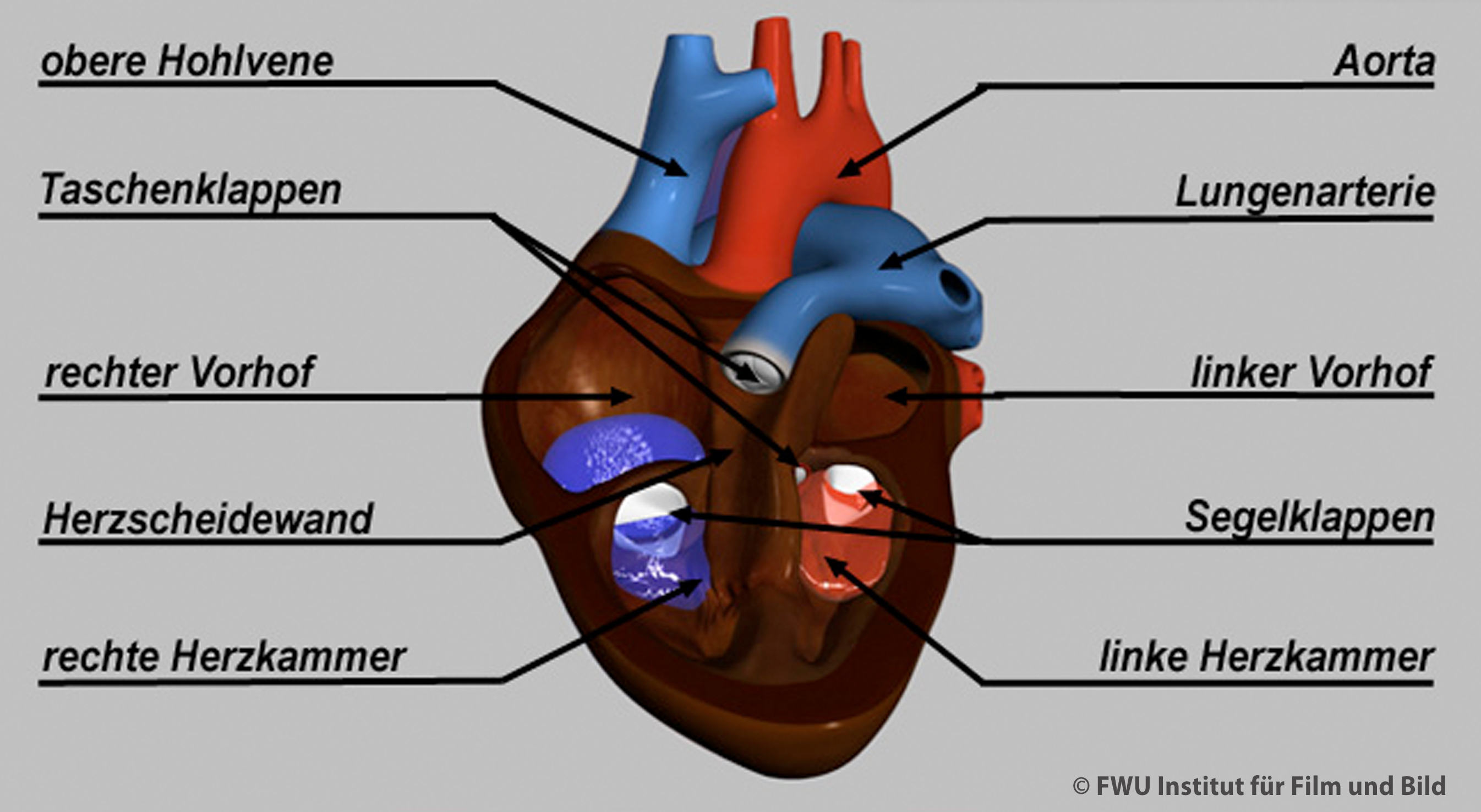 Herz und Blutkreislauf des Menschen