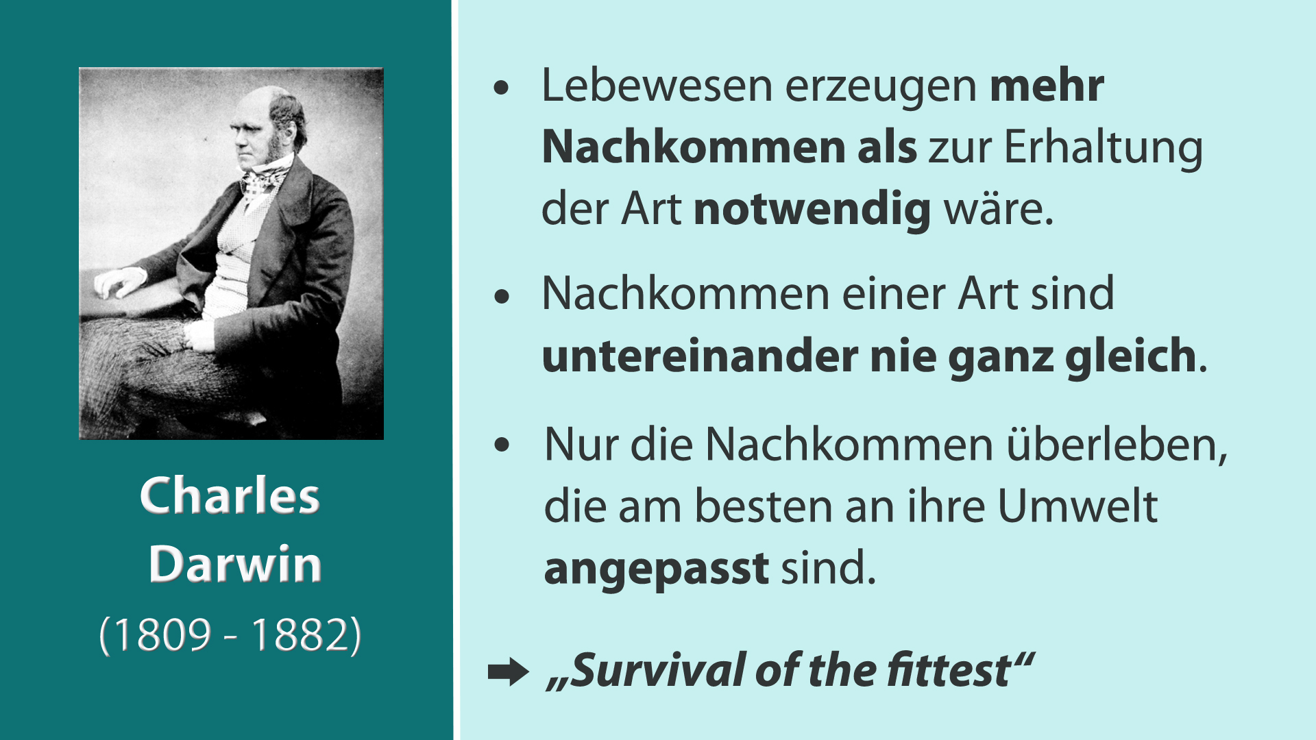 Evolution und Optimierung / Evolution and Optimization